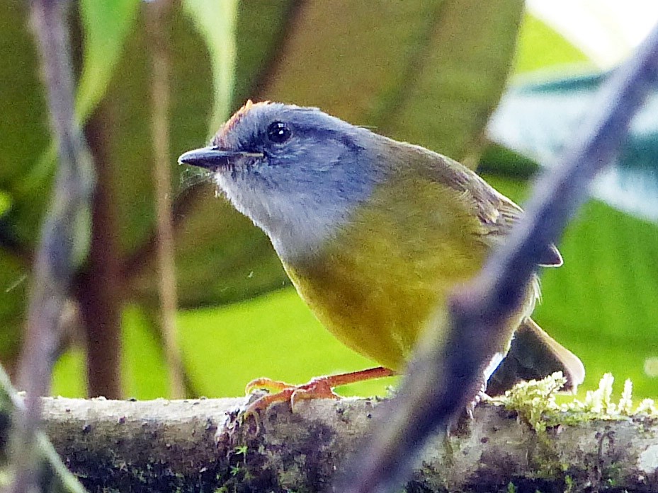 Reinita Coronirroja - eBird