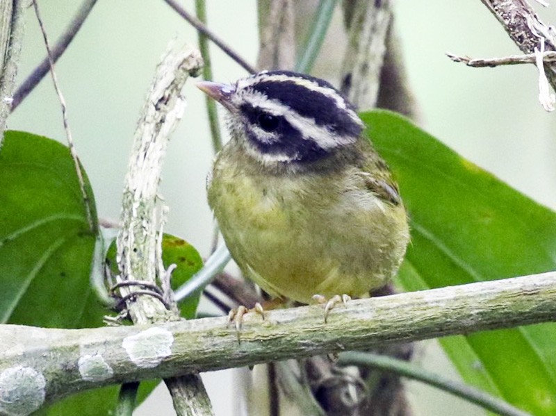 Three-striped Warbler - eBird