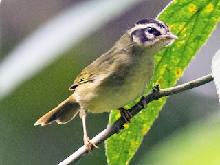 Three-striped Warbler - eBird
