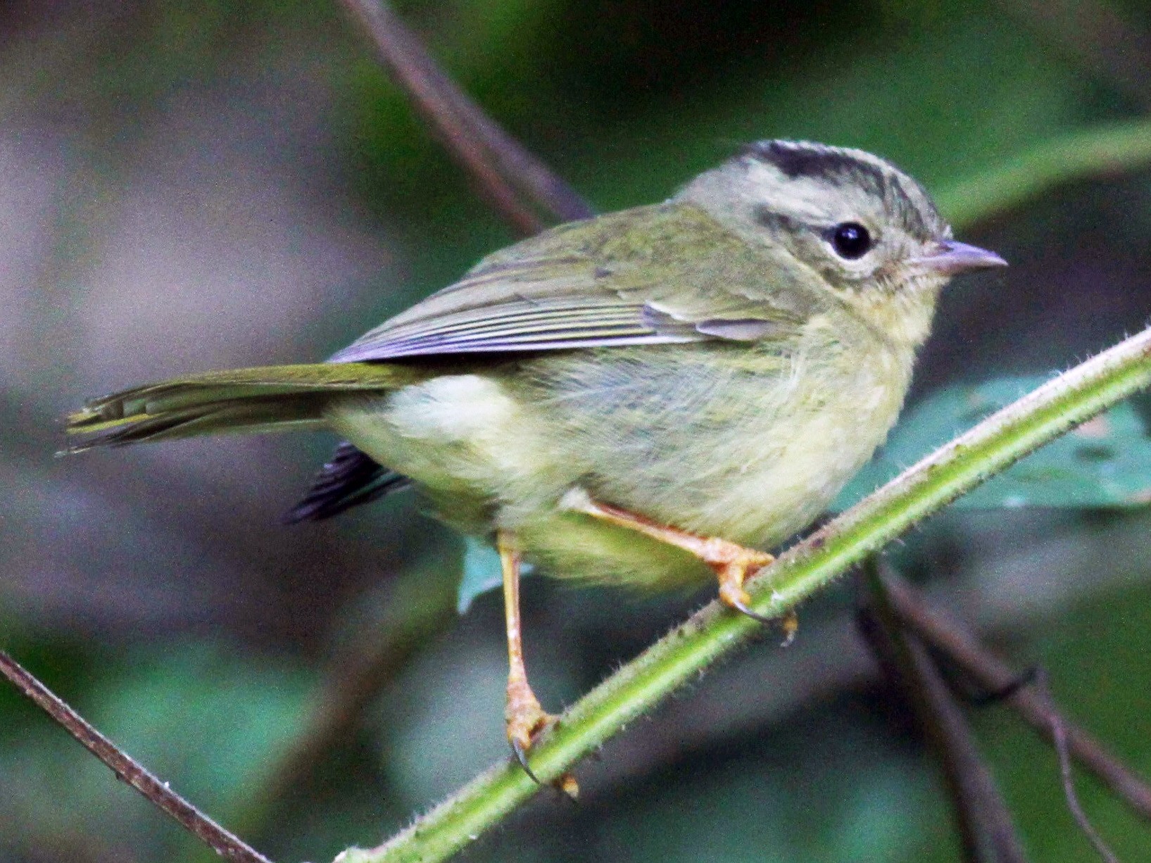 Three-striped Warbler - eBird