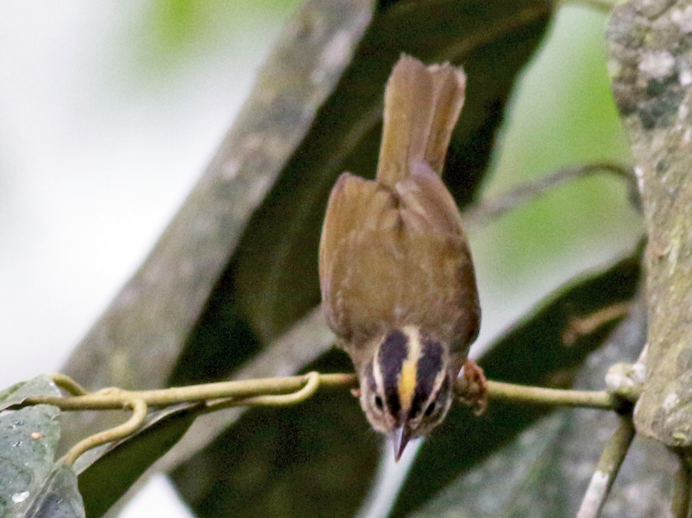 Three-striped Warbler - eBird