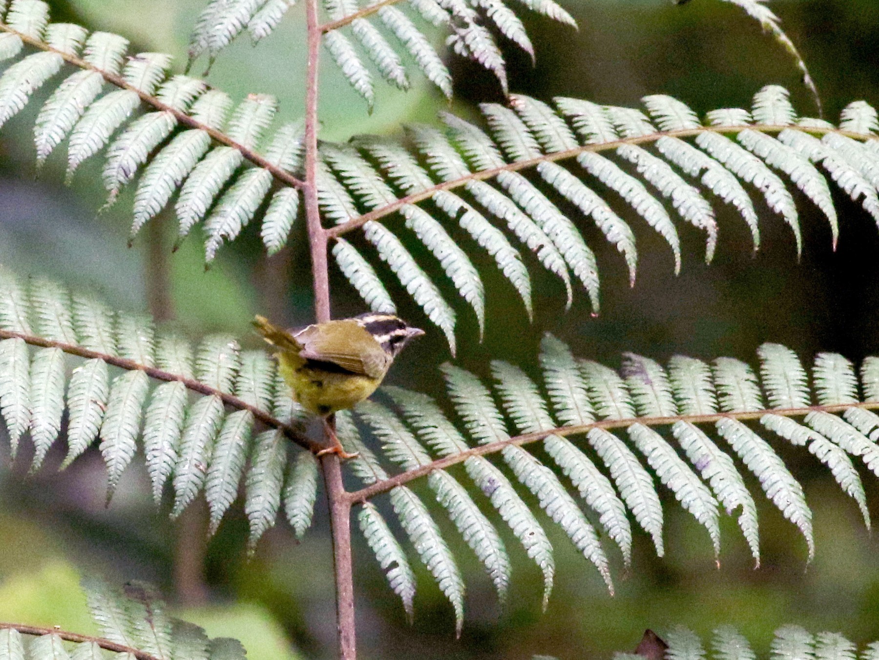 Three-striped Warbler - eBird