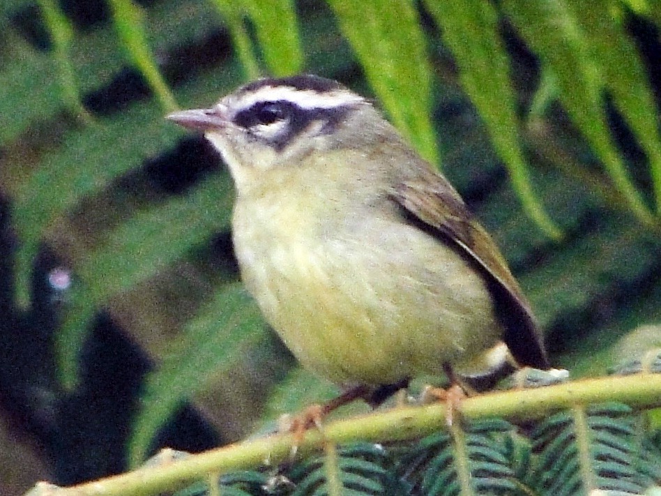 Three-striped Warbler - eBird