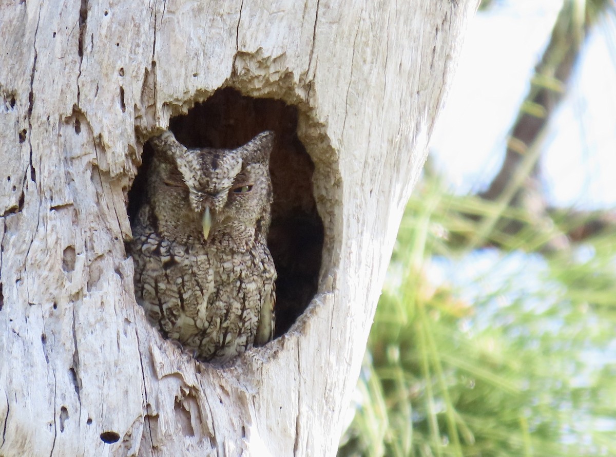 eBird Checklist - 10 Apr 2023 - Cedar Point Environmental Park - 17 species