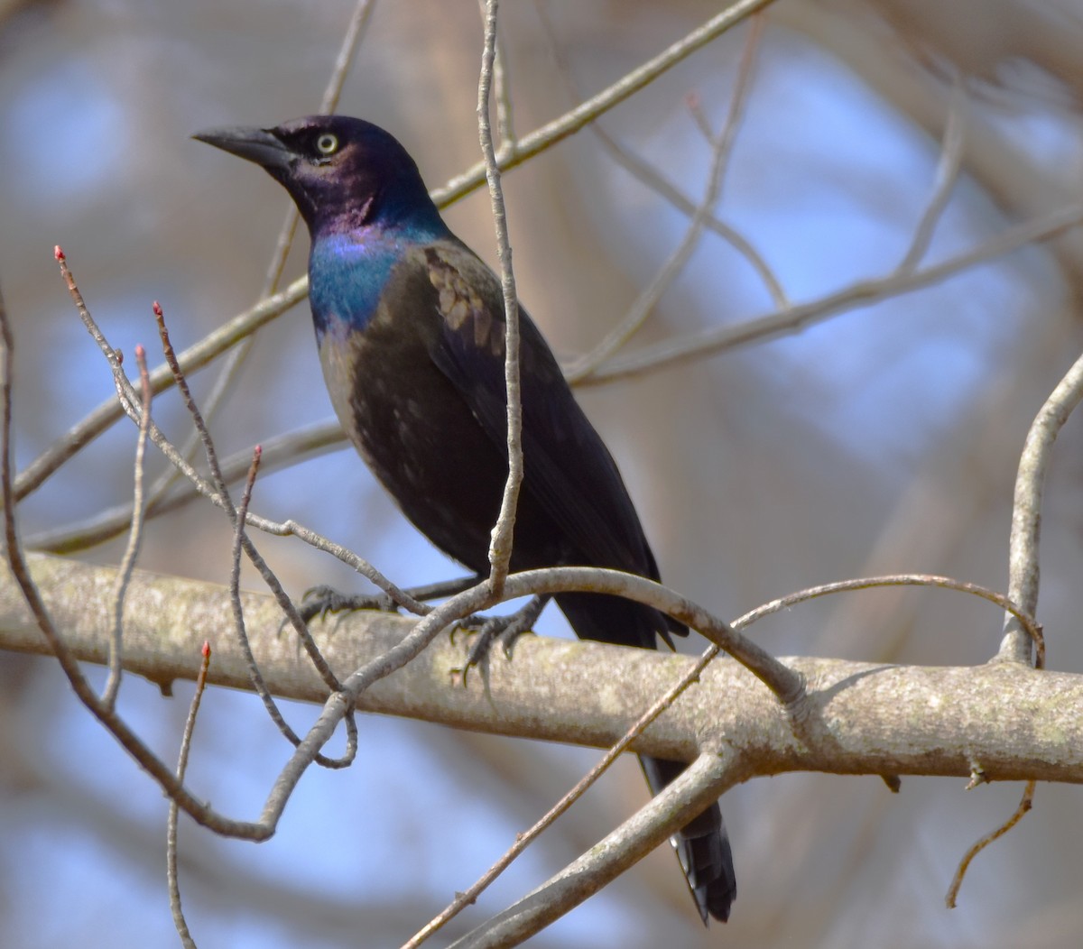 Recherche de fichiers audio-visuels - Macaulay Library et eBird