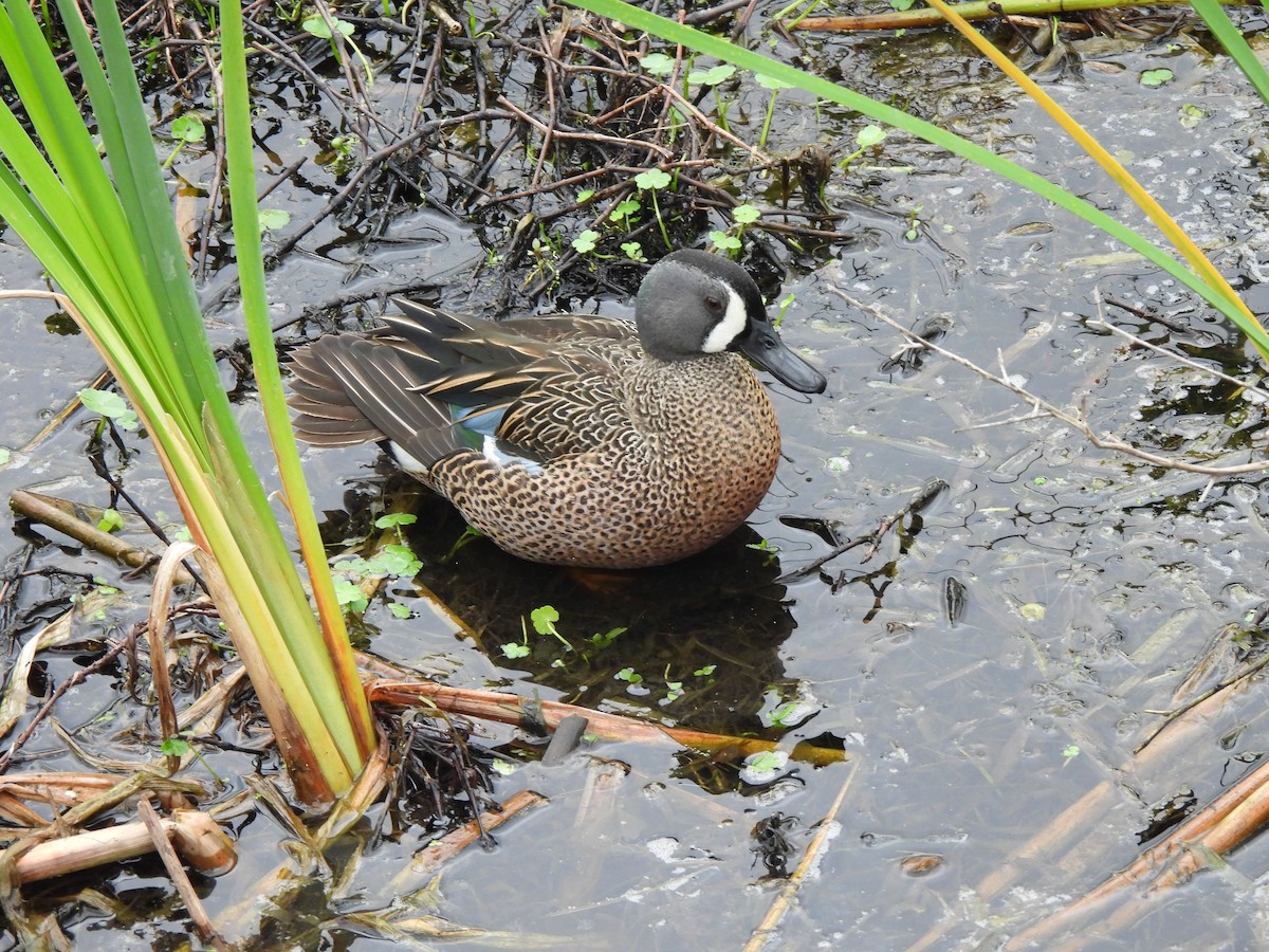 eBird Checklist - 10 Apr 2023 - Tyrrell Park--Cattail Marsh - 24 species