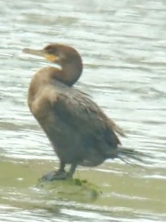 eBird Checklist - 10 Apr 2023 - Famosa Slough - 22 species