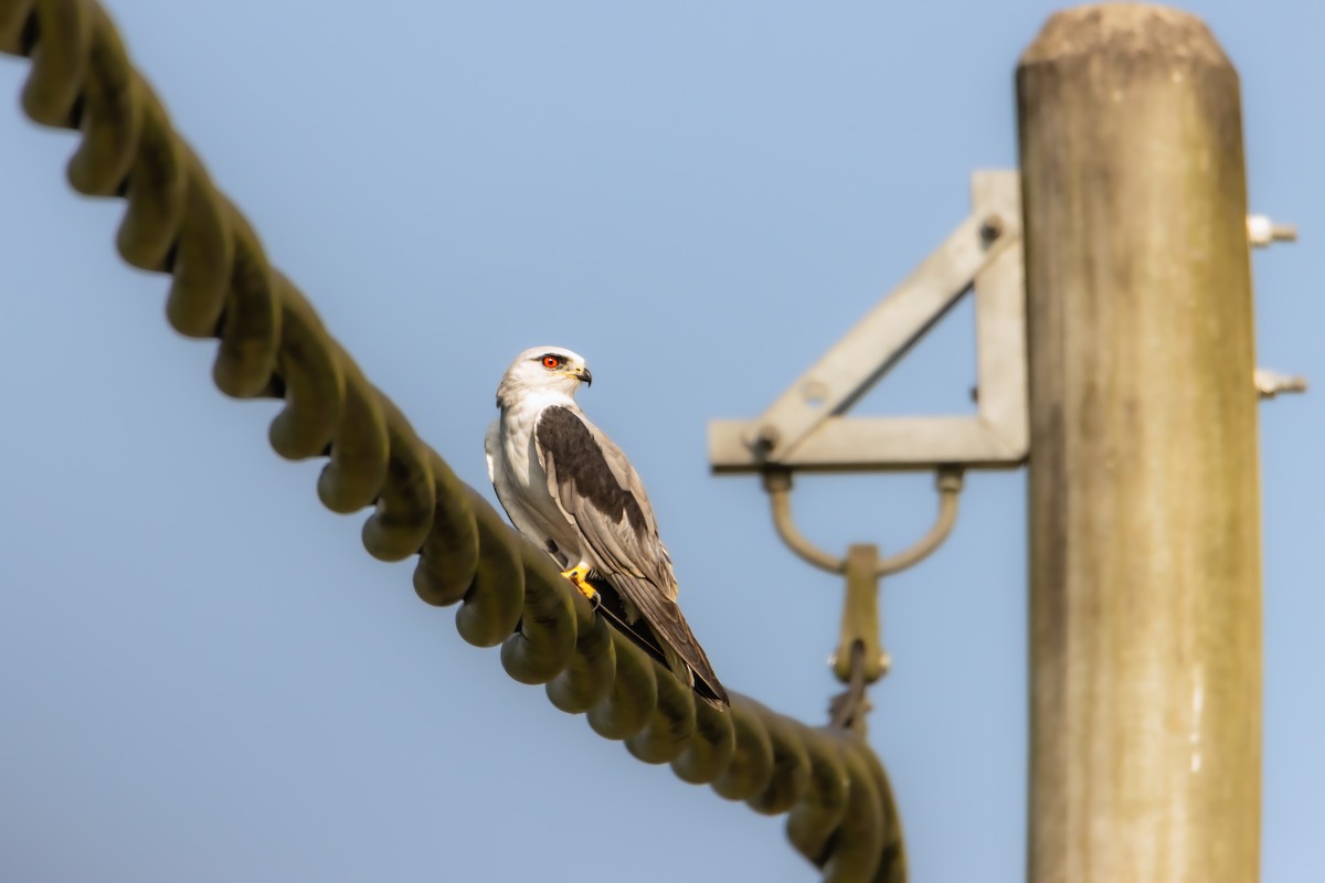 eBird Checklist - 10 Apr 2023 - B44 route - 1 species