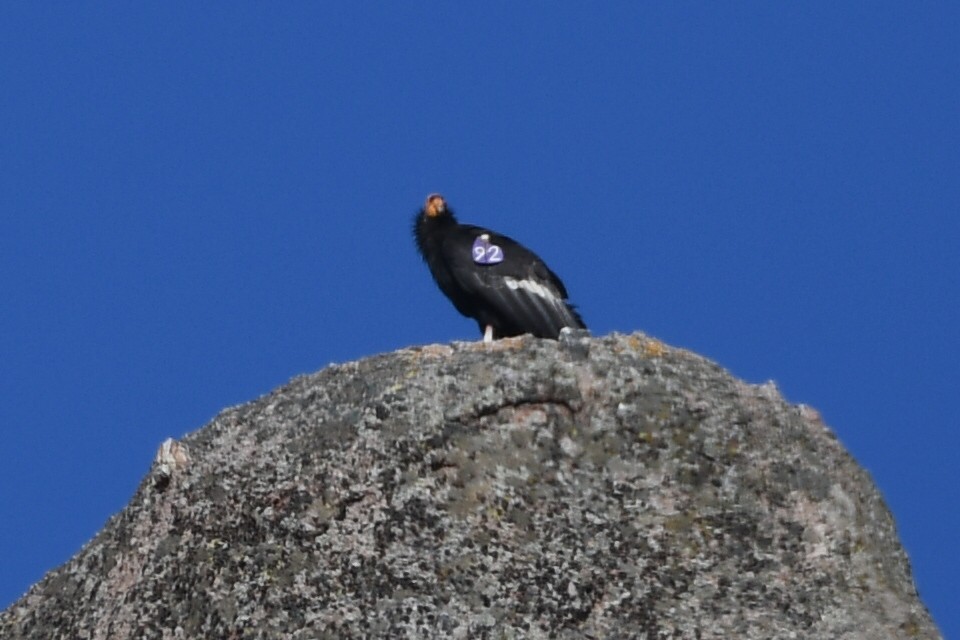 eBird Checklist - 6 Apr 2023 - Pinnacles NP--Condor Gulch Trail - 31 ...
