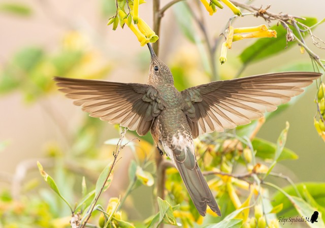 Giant Hummingbird Flying