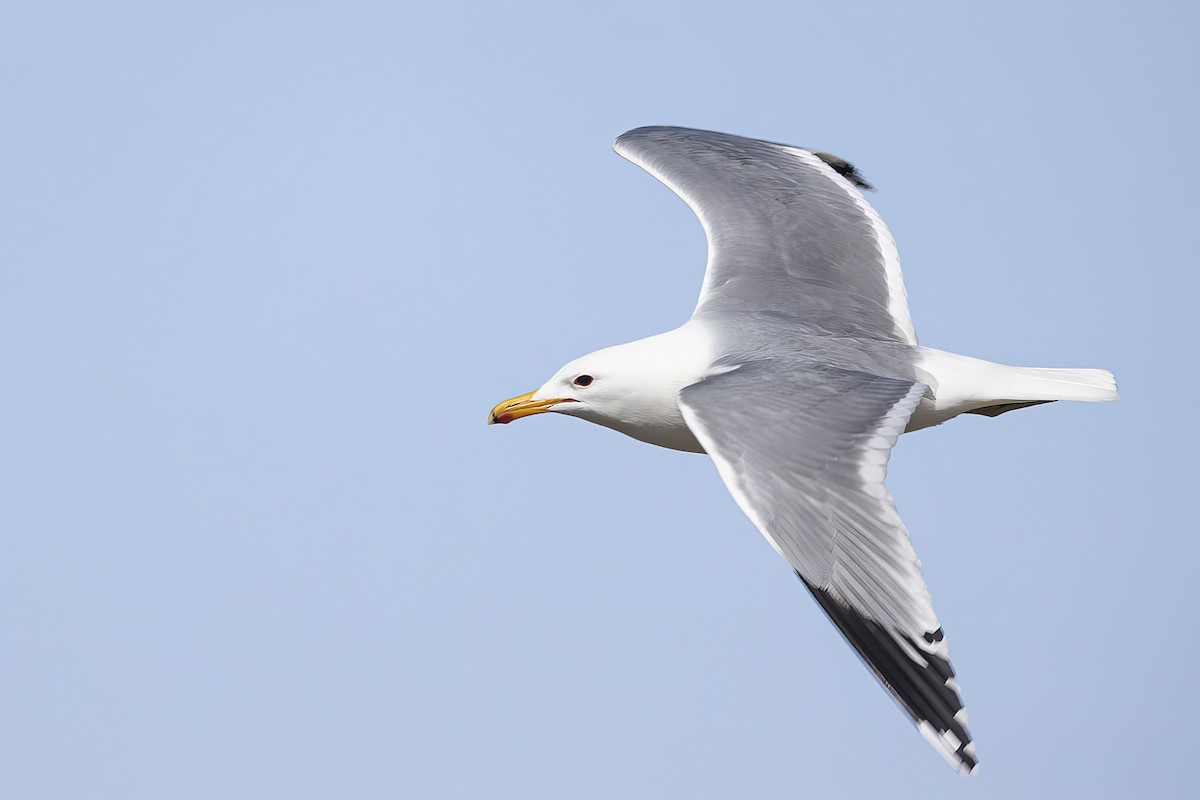 eBird Canada Checklist - 8 Apr 2023 - Weed Lake--South Viewpoint ...