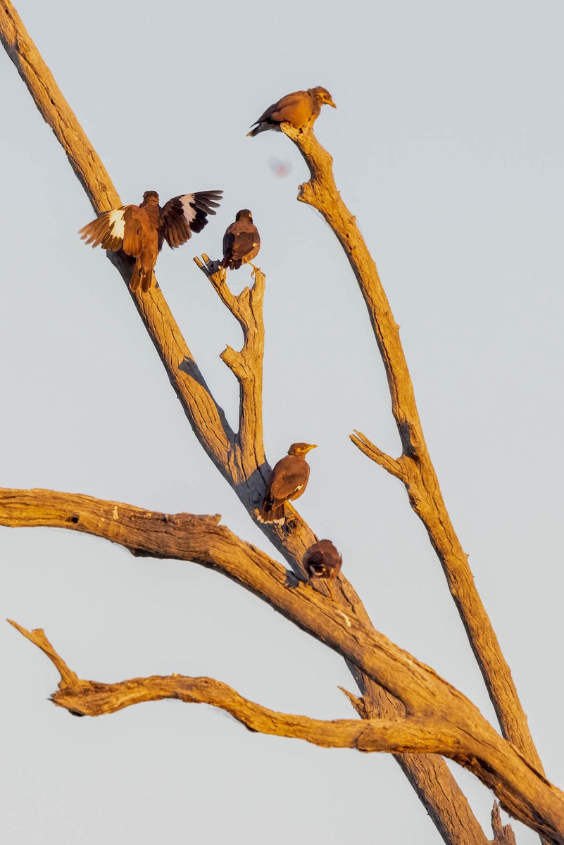 eBird Checklist - 10 Apr 2023 - Lara Wetlands - 24 species