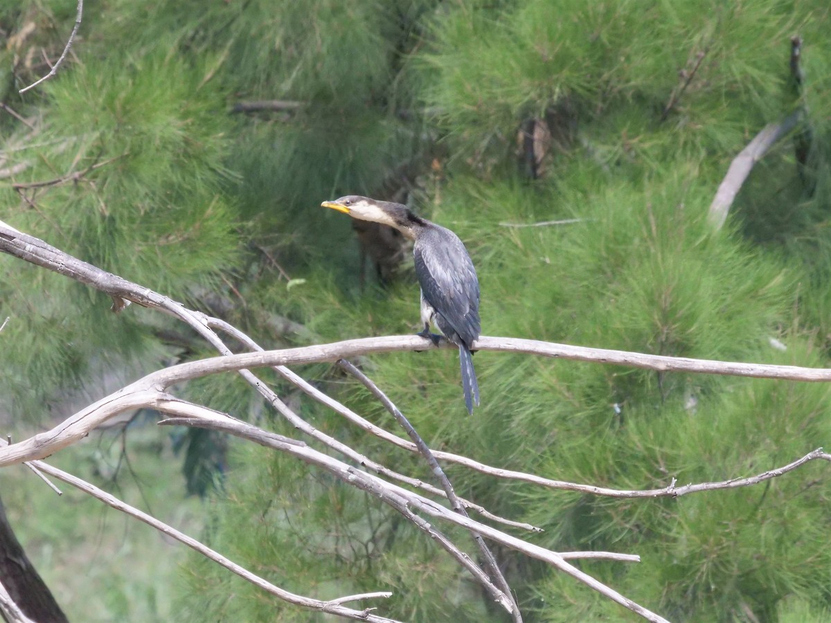 eBird Australia Checklist - 5 Apr 2023 - Passmore Reserve (Ellangowan ...