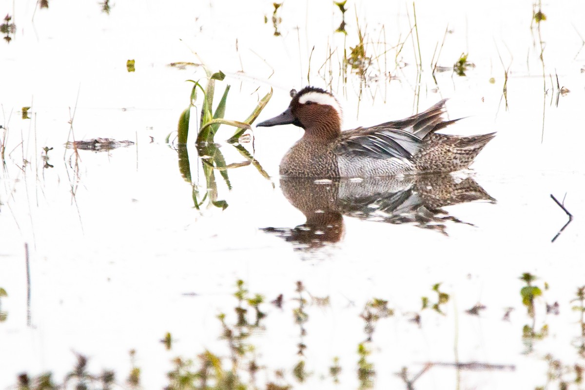 eBird Checklist - 11 Apr 2023 - Salburua--Área General - 81 species