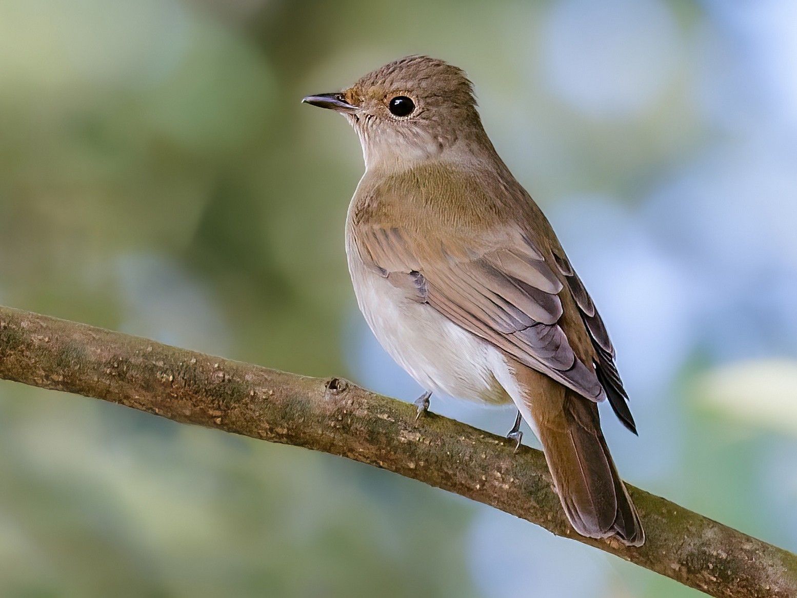 Blue-and-white Flycatcher - eBird
