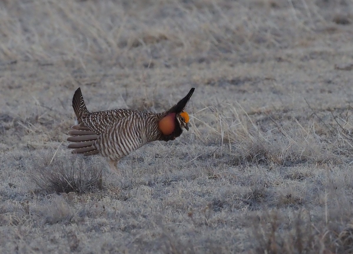 eBird Checklist - 3 Apr 2023 - Oakley (town) (Logan Co.) - 6 species