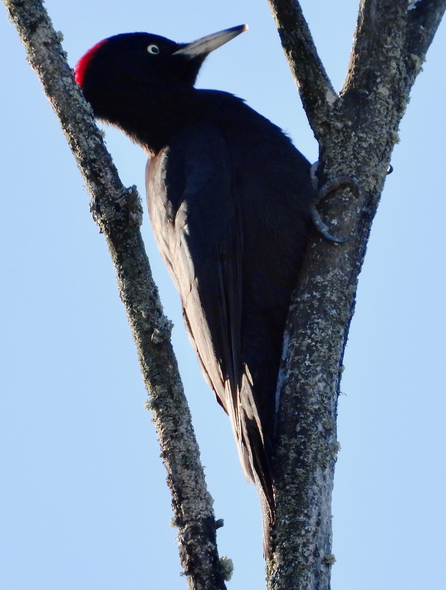 eBird Checklist - 11 Apr 2023 - Morga hage, Kungshamn-Morga ...