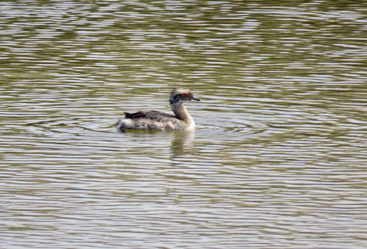 eBird Checklist - 11 Apr 2023 - Bombay Hook National Wildlife Refuge ...