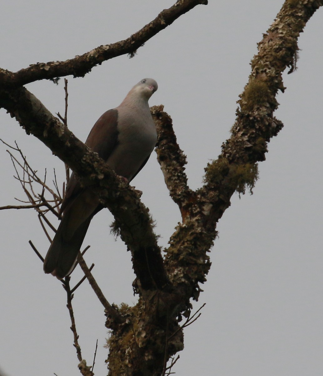 eBird Checklist - 3 Mar 2023 - Doi Pha Hom Pok NP--Doi Lang (W) level ...