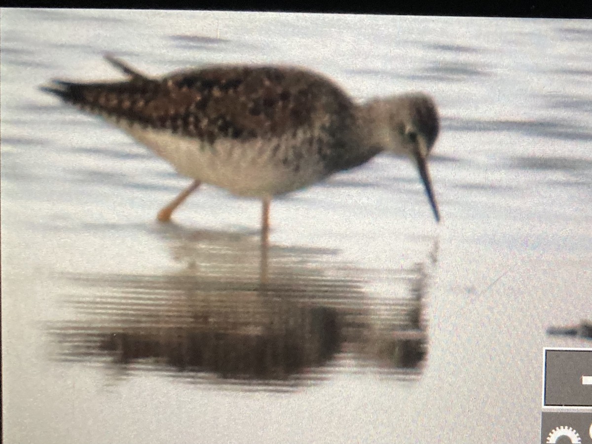 eBird Checklist - 11 Apr 2023 - Parker River NWR - 48 species