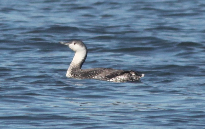 eBird Checklist - 9 Apr 2023 - Donaldson Park - 23 species