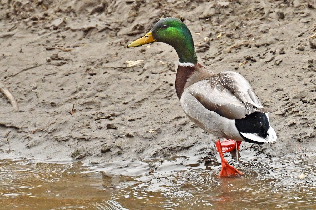 eBird Canada Checklist - 11 Apr 2023 - Edmonton--Whitemud Park - 17 ...