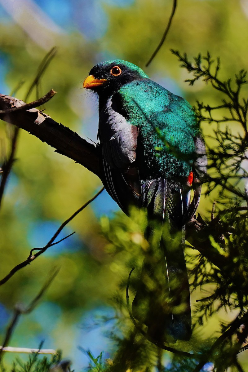 eBird Checklist - 11 Apr 2023 - Madera Canyon--Santa Rita Lodge - 15 ...