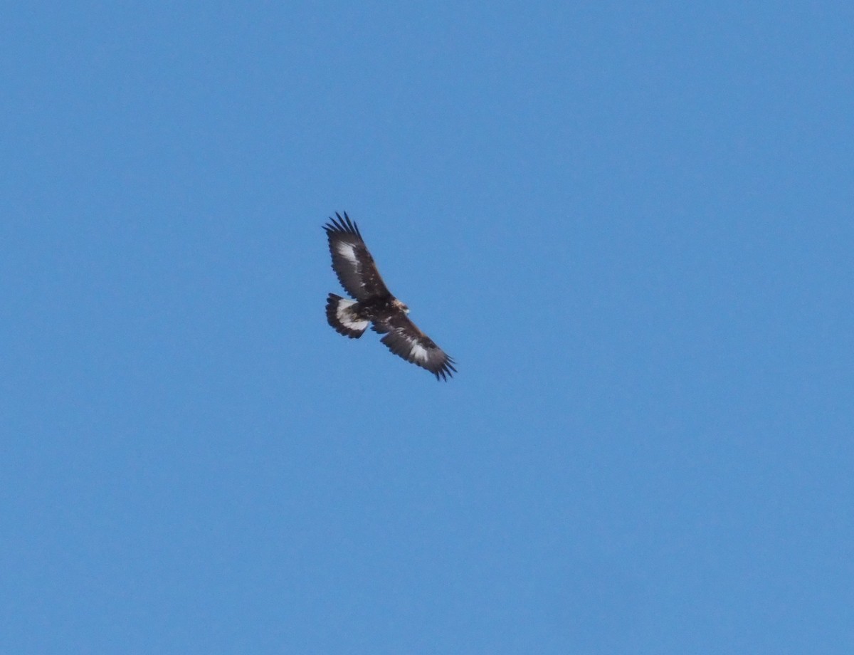 eBird Checklist - 6 Apr 2023 - Monarch Pass (Chaffee Co.) - 9 species
