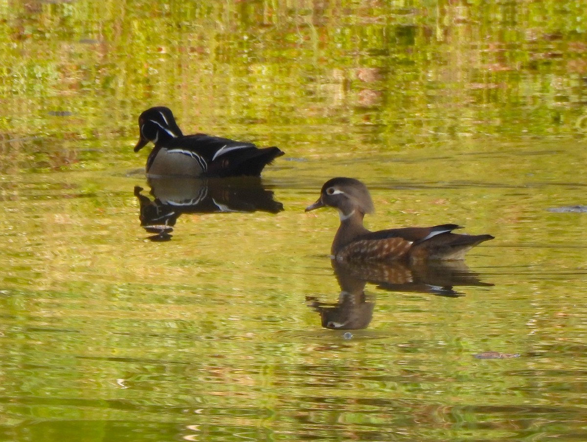 eBird Checklist - 11 Apr 2023 - Sands Point Preserve - 48 species
