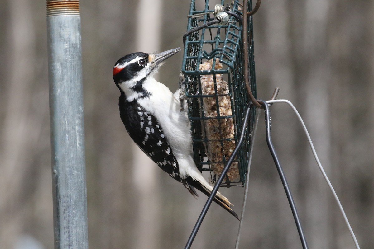 eBird Checklist - 11 Apr 2023 - 2501 Green Hill Road, Chatham, NH - 16 ...