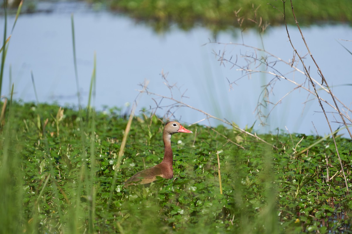 eBird Checklist - 11 Apr 2023 - Red Slough WMA - 82 species