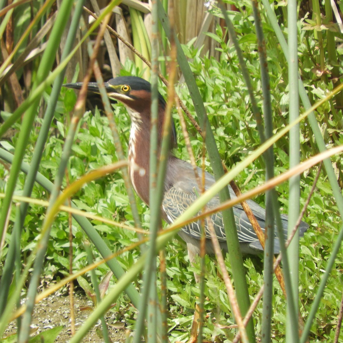 eBird Checklist - 11 Apr 2023 - Merced NWR - 74 species