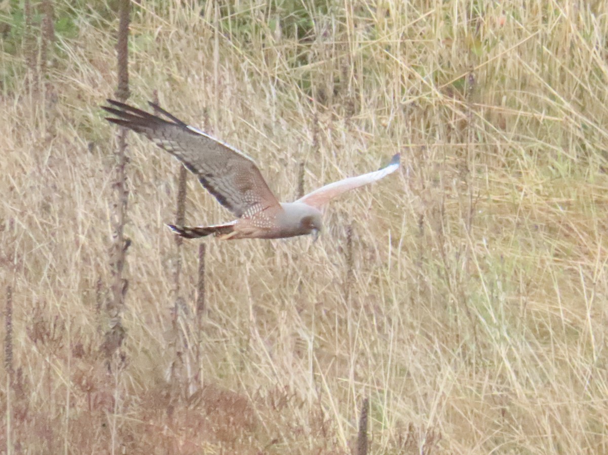 eBird Checklist - 12 Apr 2023 - Edgeworth Pond (Coombs) - 1 species