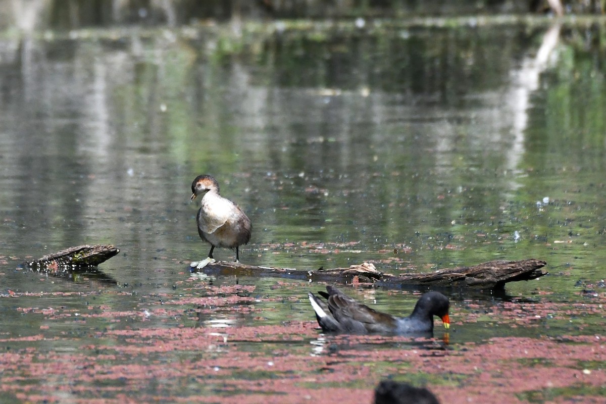 eBird Checklist - 9 Apr 2023 - Sandy Camp Road Wetlands - 33 species