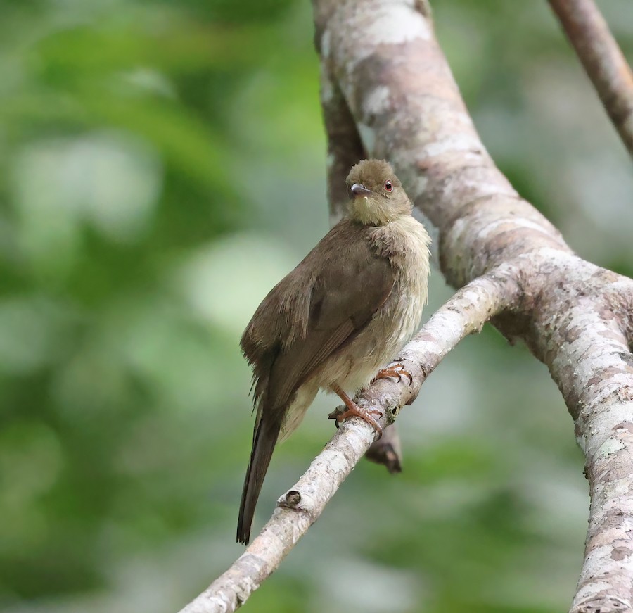 Cream-vented Bulbul (Red-eyed) - eBird