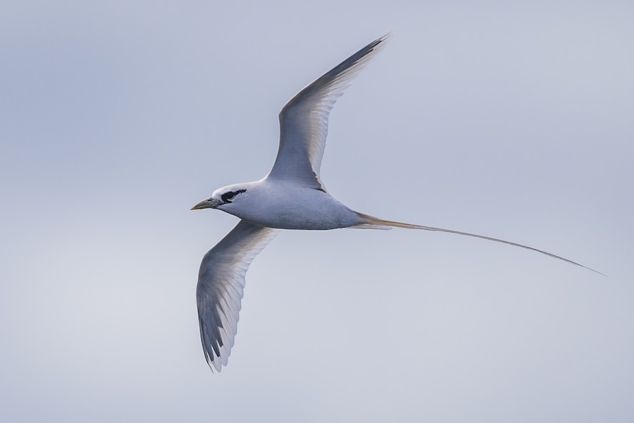 Ave del trópico de cola blanca (dorotheae) - eBird