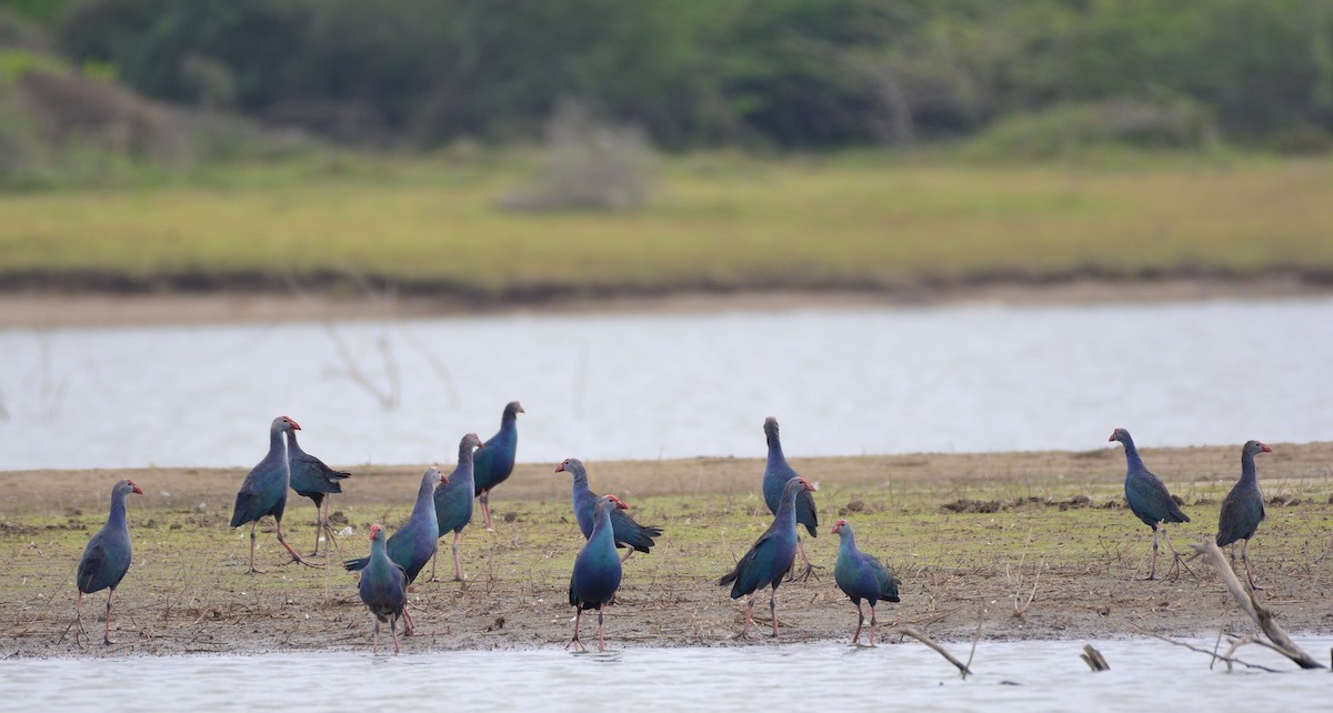 eBird India Checklist - 7 Apr 2023 - Naranpar, Jamnagar Samana Road ...