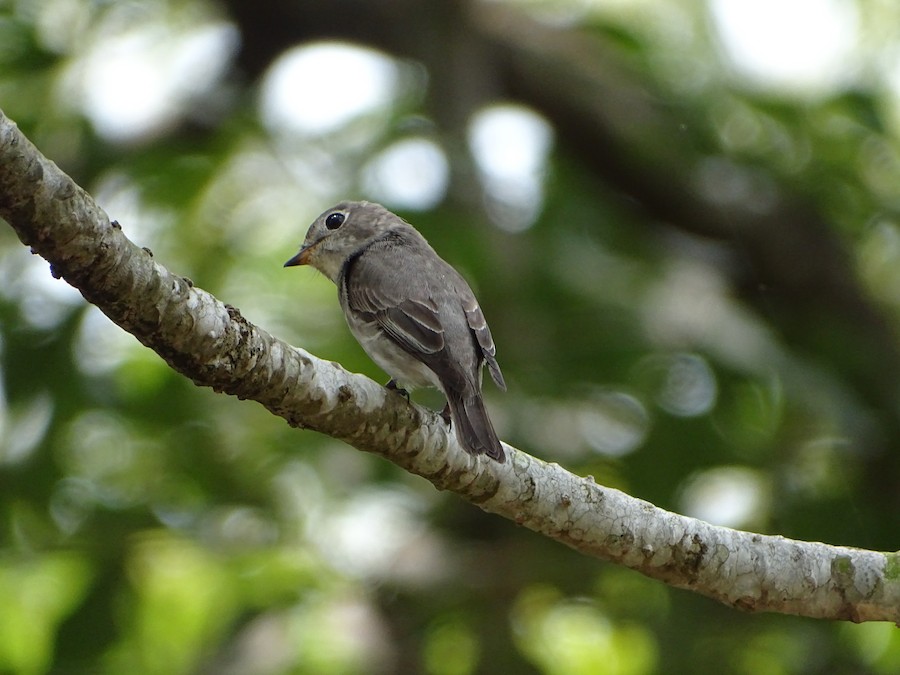 Muscicapa sp. - eBird