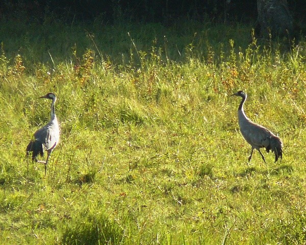 eBird Checklist - 31 Jul 2010 - Tour d'observation de Tipu - 6 species