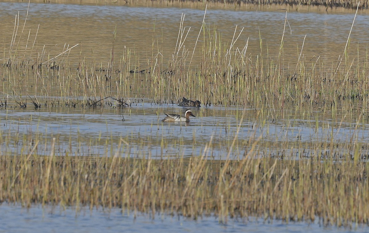 eBird Checklist - 9 Apr 2023 - Ham Wall RSPB Reserve - 59 species