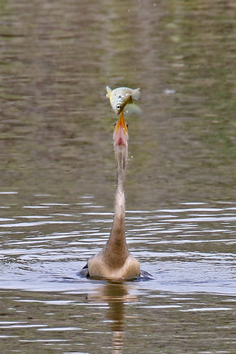 eBird Checklist - 9 Apr 2023 - Venice Rookery - 19 species