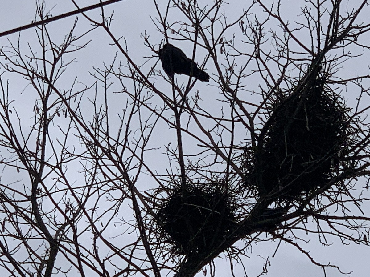 eBird Checklist - 12 Apr 2023 - Dachau Train Station and Memorial - 9 ...