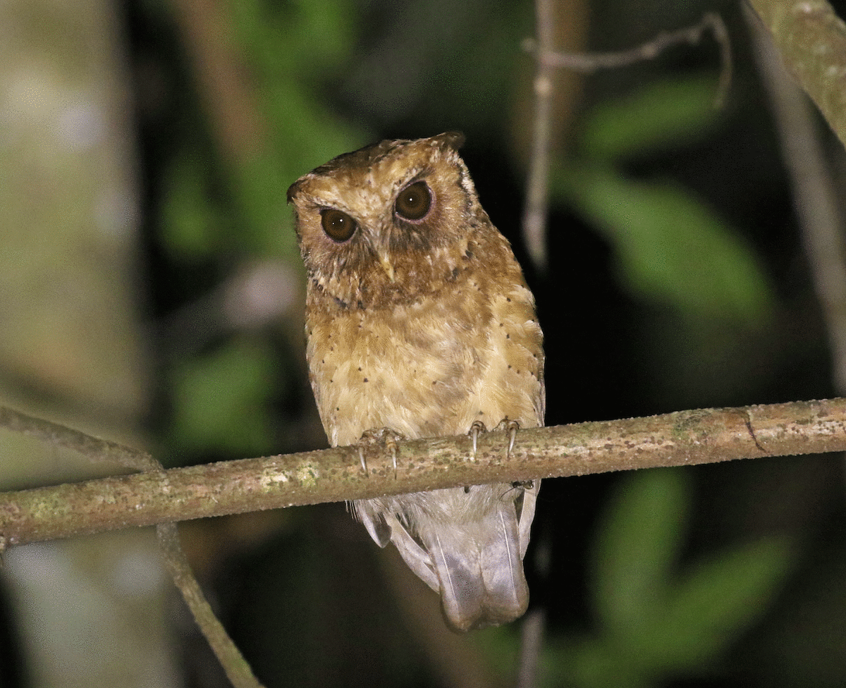 Reddish Scops-Owl - Otus rufescens - Birds of the World