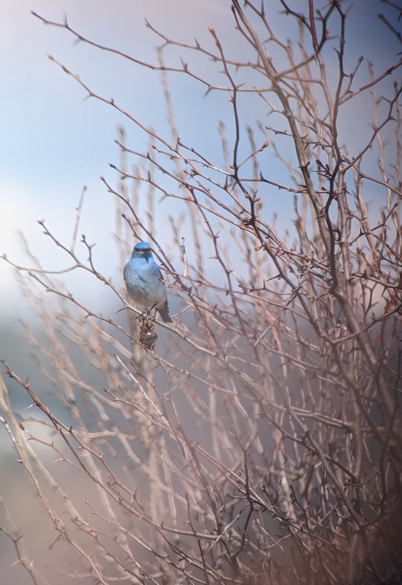 eBird Checklist - 12 Apr 2023 - Lummi Flats - 5 species