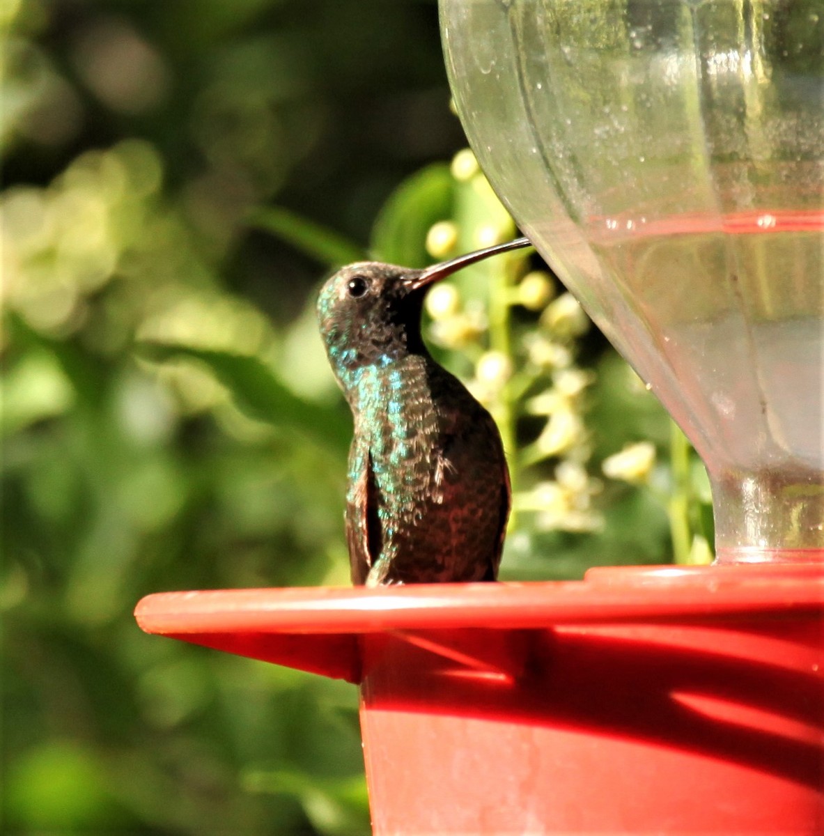 eBird Checklist - 12 Apr 2023 - Mule Pass Yard - 50 species (+1 other taxa)