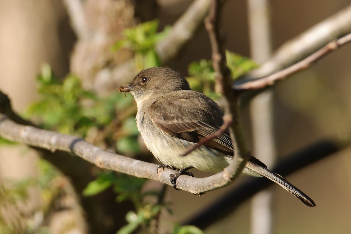 eBird Checklist - 12 Apr 2023 - Pilot Mountain SP--Pilot Creek Access ...