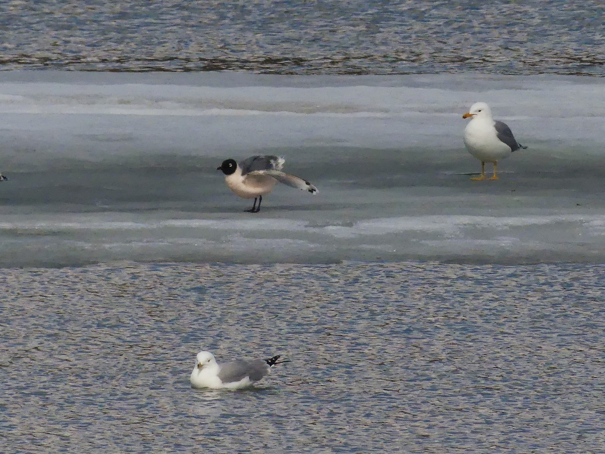 eBird Checklist - 12 Apr 2023 - Edmonton--Forest Heights Park - 16 species