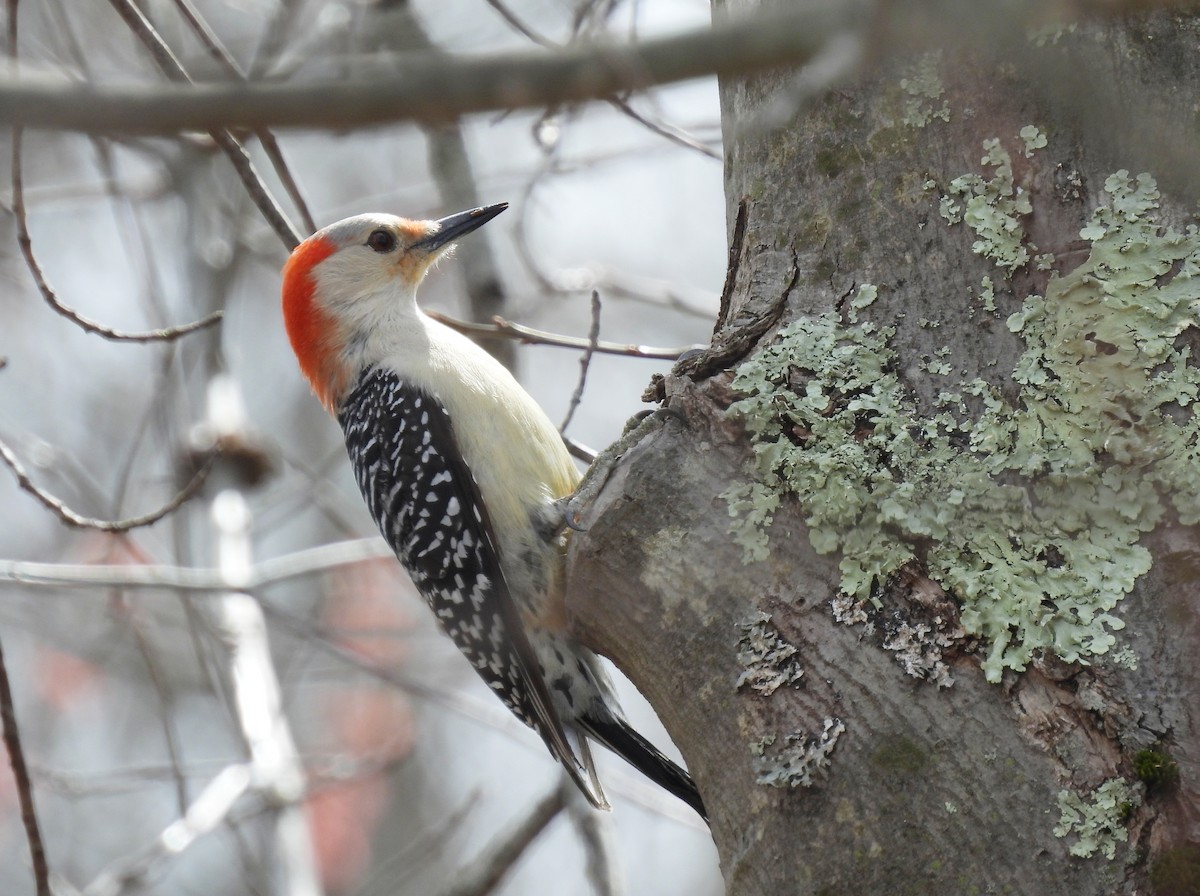 Mass Audubon eBird Checklist - 12 Apr 2023 - Saint Joseph's Cemetery ...