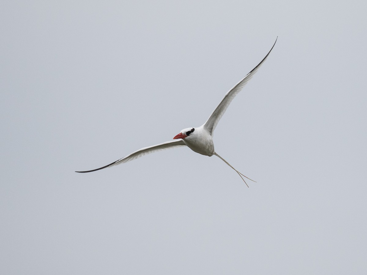 eBird Checklist - 12 Apr 2023 - Morgan Memorial Park - 15 species