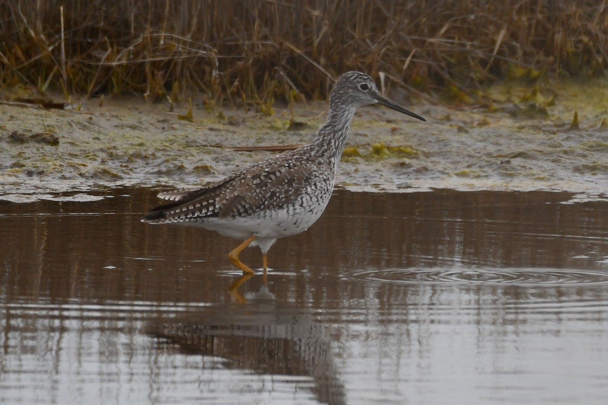 eBird Checklist - 12 Apr 2023 - Lido Beach Passive Nature Area - 23 species